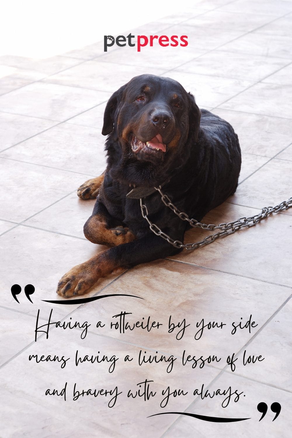 Barking Bravely: Top 50 Rottweiler Dog Quotes That Inspire Us