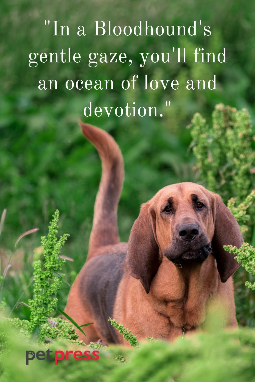 Paw-sitive Wisdom: 50+ Inspiring Bloodhound Dog Quotes
