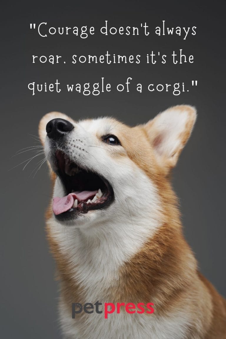 50+ Witty Corgi Dog Quotes That Motivate Us to Be Brave