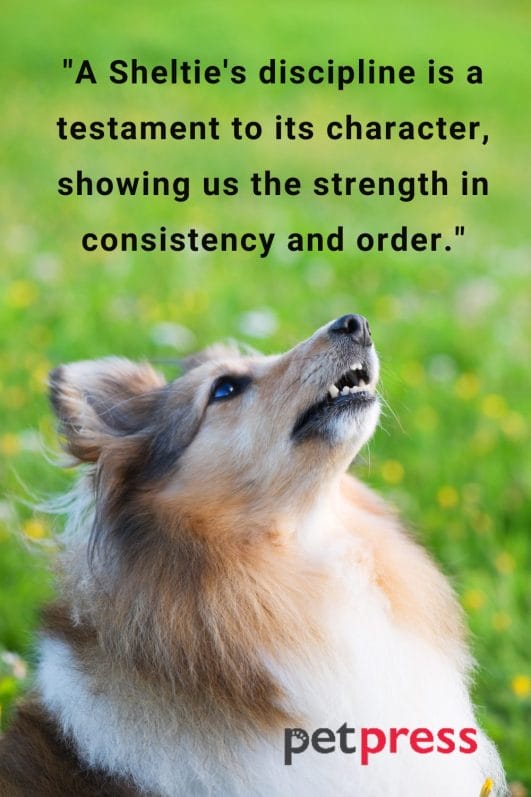 Top 50 Witty Sheltie Dog Quotes on Being Playful but Loving