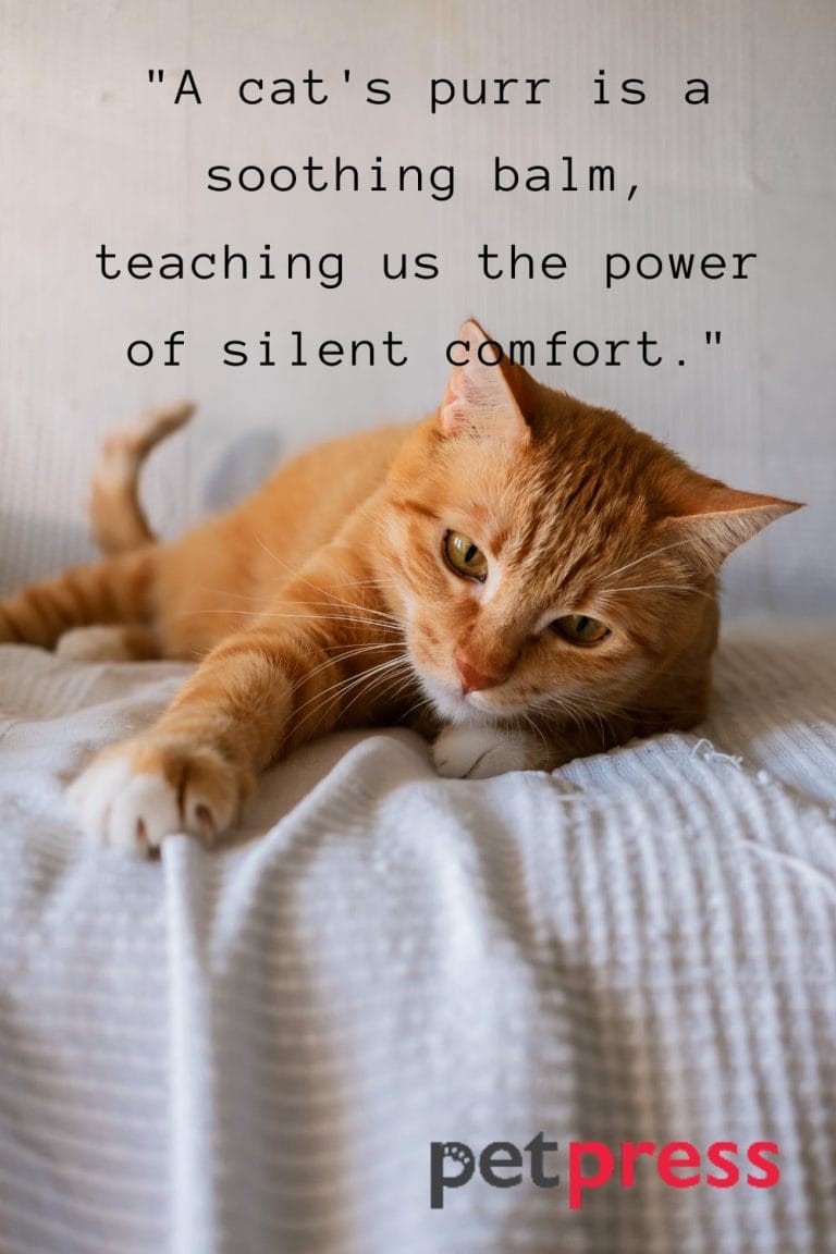 50 Best Cute Cat Quotes for Facebook - PetPress