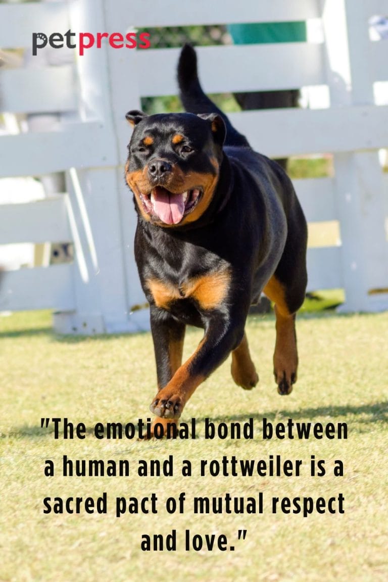 Barking Bravely: Top 50 Rottweiler Dog Quotes That Inspire Us