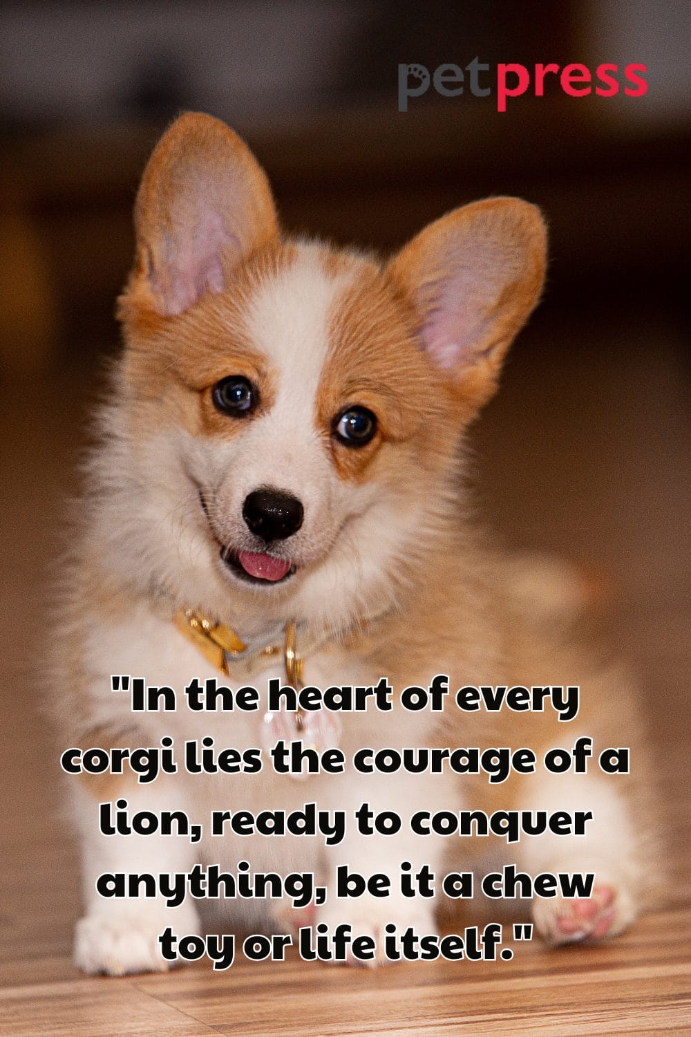 50+ Witty Corgi Dog Quotes That Motivate Us to Be Brave