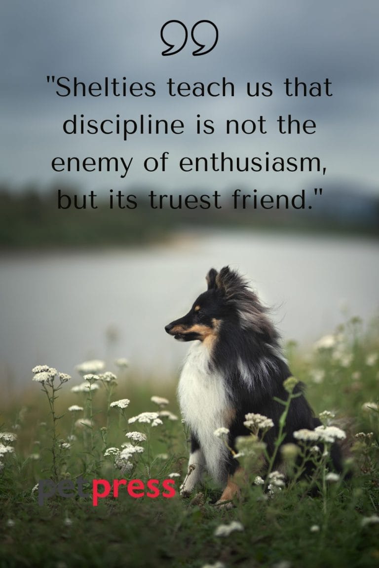 Top 50 Witty Sheltie Dog Quotes on Being Playful but Loving