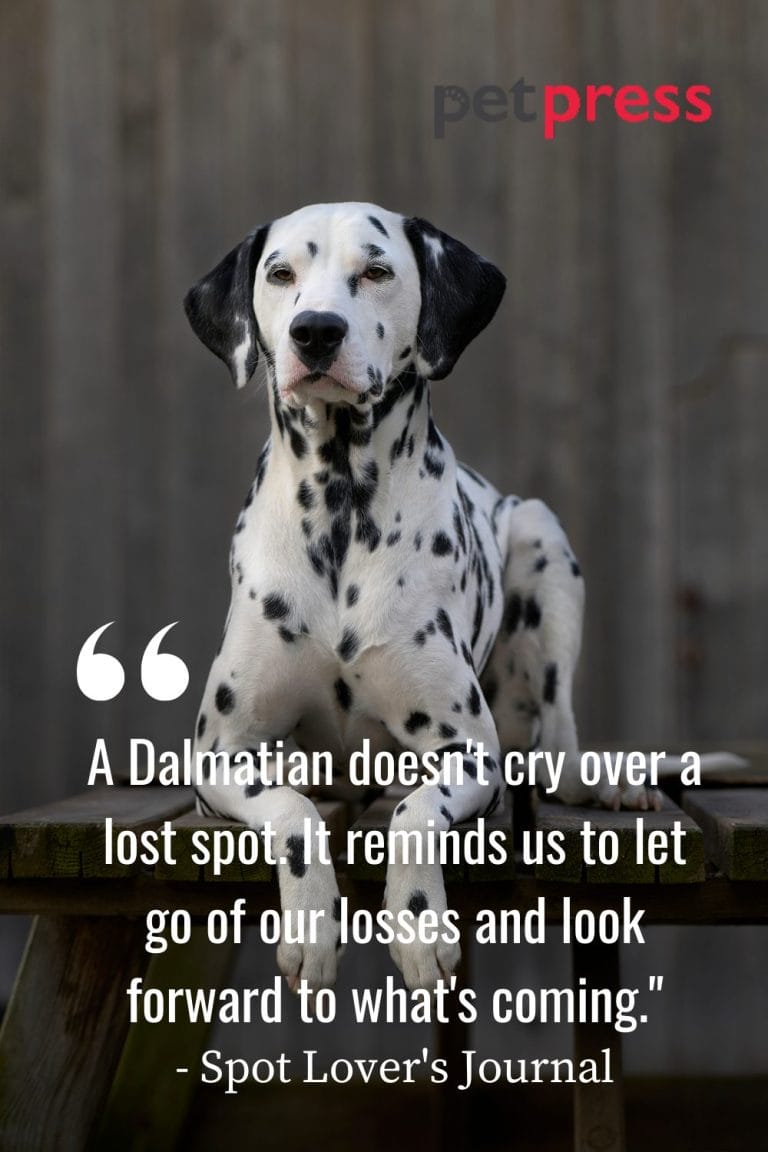 Spotting Life Wisdom Through the Top 50 Dalmatian Dog Quotes
