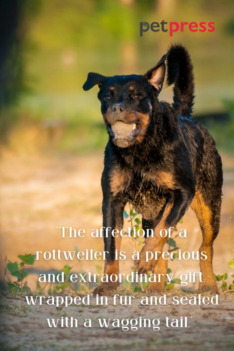 Barking Bravely: Top 50 Rottweiler Dog Quotes That Inspire Us