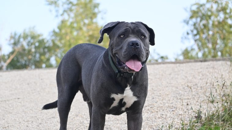 14 Facts From The History Of Cane Corso - PetPress