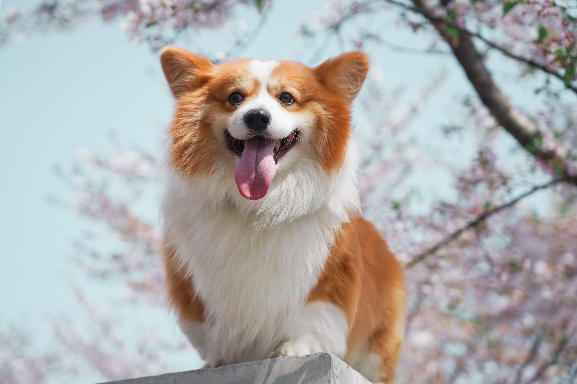 15 Books About Corgis - PetPress