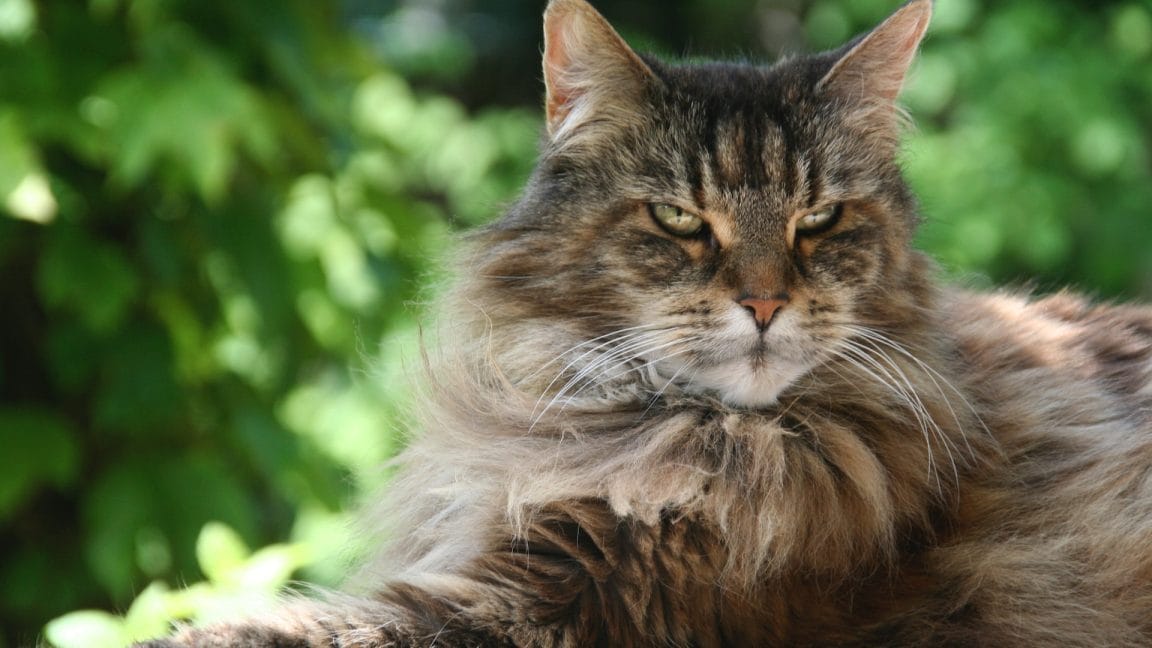 14 Advantages And Disadvantages Of Having Maine Coons - PetPress