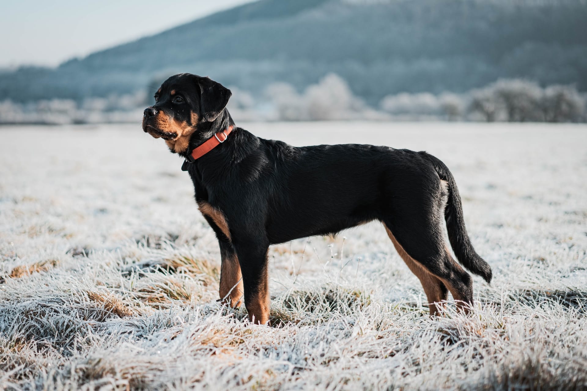 200 Male Rottweiler Names (Popular, Aggressive, & German Names!) - PetPress