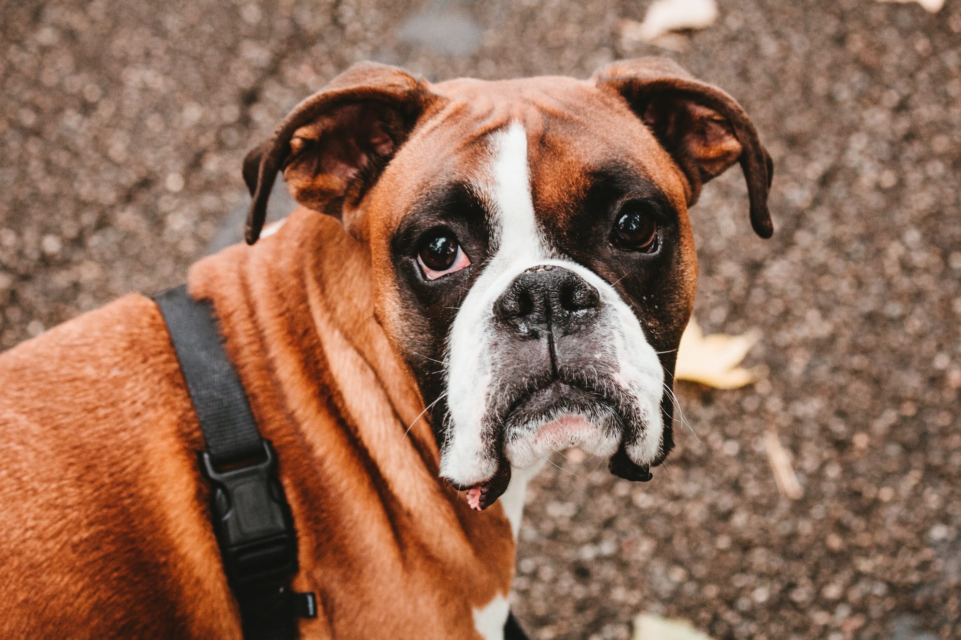 14 Pros And Cons Of A Boxer Dog - PetPress