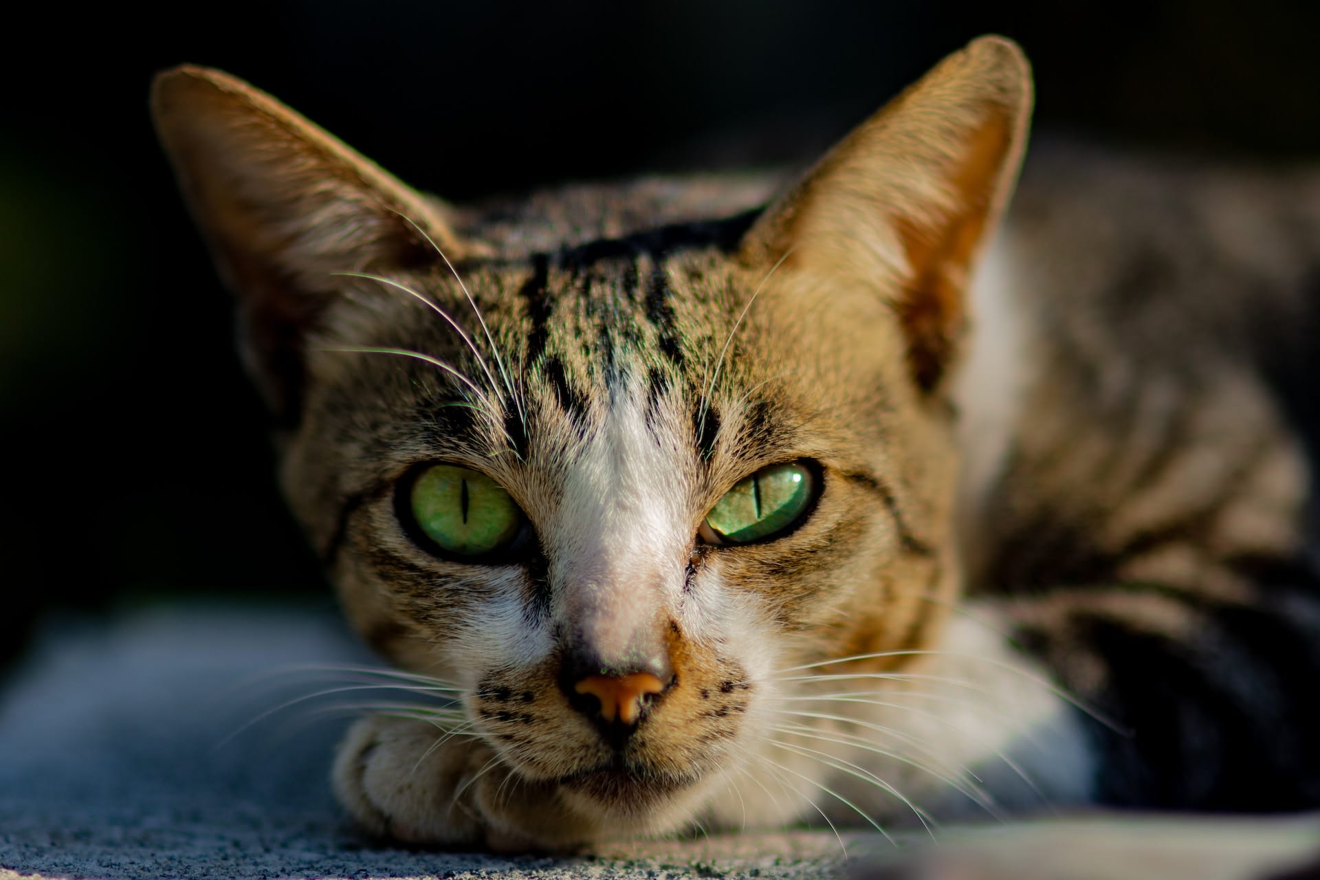 50+ Abyssinian Cat Quotes: Best Furry Wisdom for the Soul