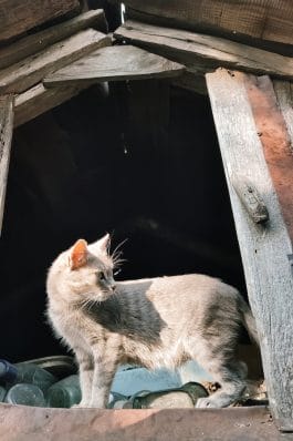 What is a Barn Cat? Unraveling the Charm of Barn Cats
