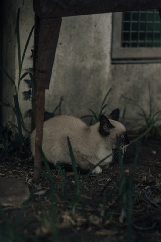 What is a Barn Cat? Unraveling the Charm of Barn Cats