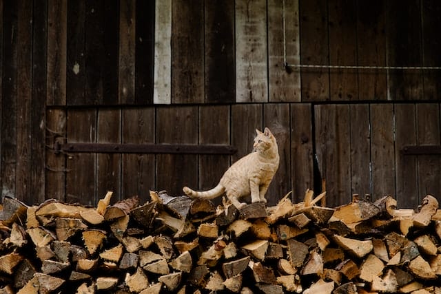 What is a Barn Cat? Unraveling the Charm of Barn Cats