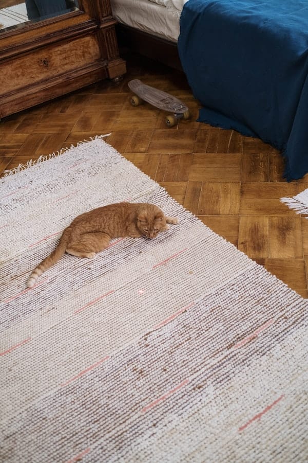 Why Do Cats Chase Lasers? Unveiling the Feline Fascination