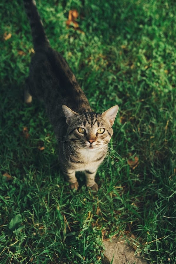 Why Do Cats Chase Lasers? Unveiling the Feline Fascination