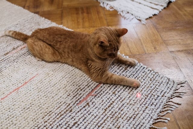 Why Do Cats Chase Lasers? Unveiling the Feline Fascination