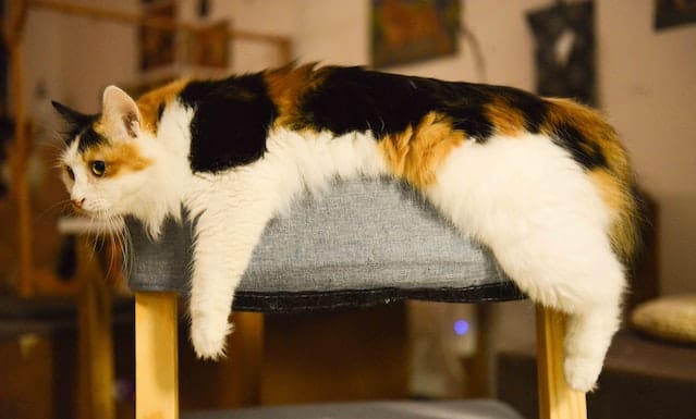 Why Is My Cat So Skittish? Understanding Your Feline Friend