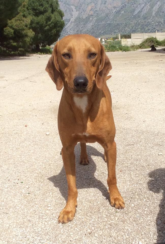 What is a Cur Dog? Unveiling the Mystery of Cur Dogs