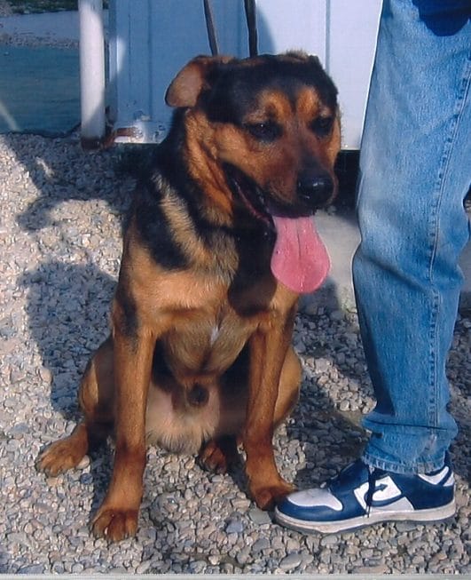 What is a Cur Dog? Unveiling the Mystery of Cur Dogs