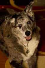 What is a Cur Dog? Unveiling the Mystery of Cur Dogs