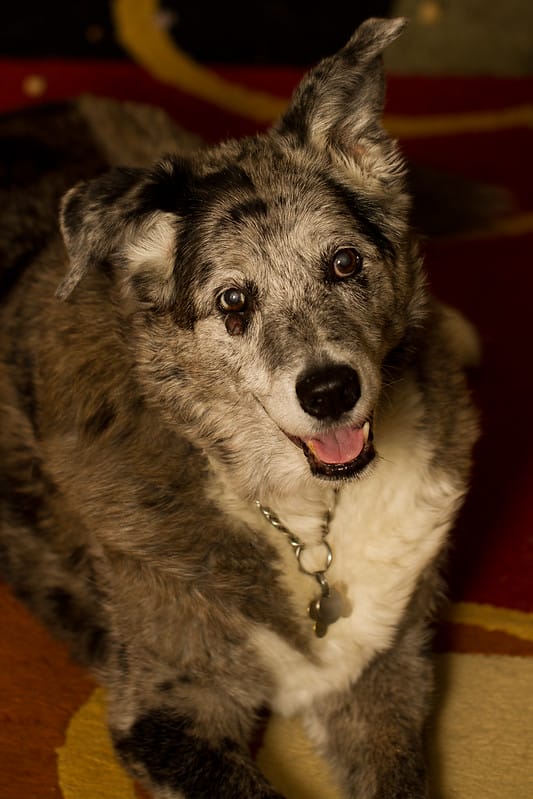 What is a Cur Dog? Unveiling the Mystery of Cur Dogs