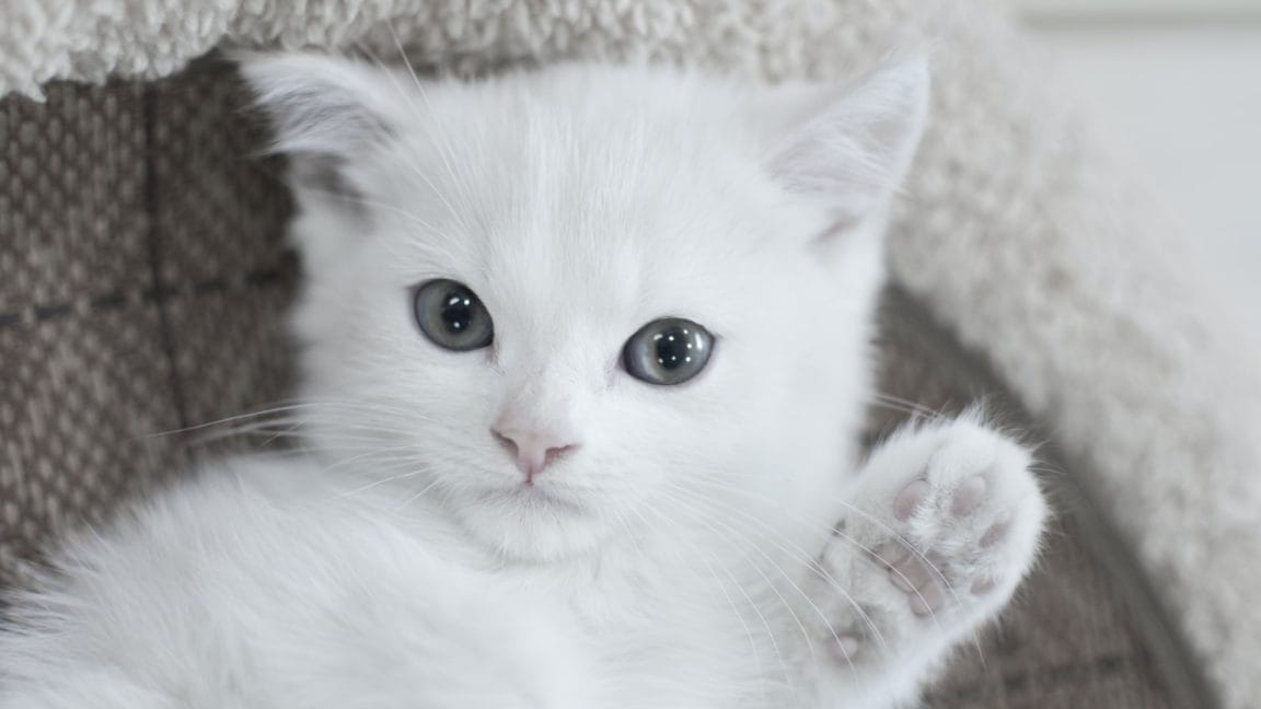 Top 75 Best Female Tuxedo Cat Names