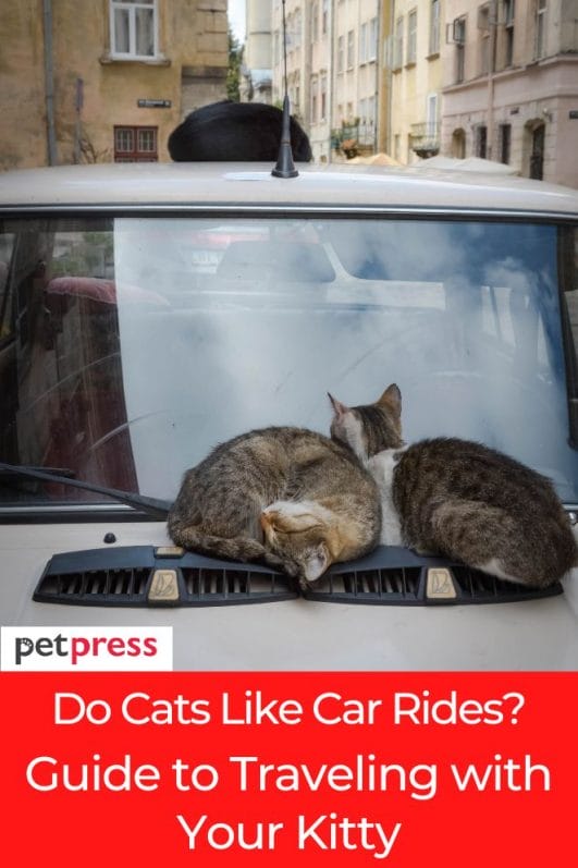 Do Cats Like Car Rides? A Guide to Traveling with Your Kitty