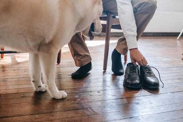 Why Do Dogs Eat Shoes? Understanding the Dog Shoe Obsession