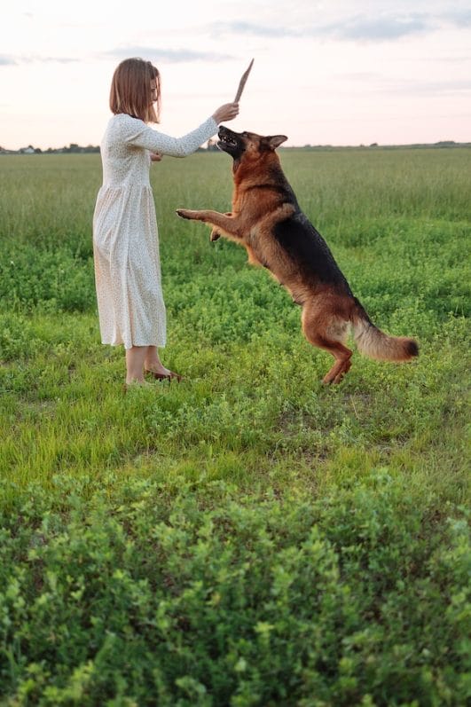 Unleashing the Joy: Why Dogs Love Fetch and Its Benefits