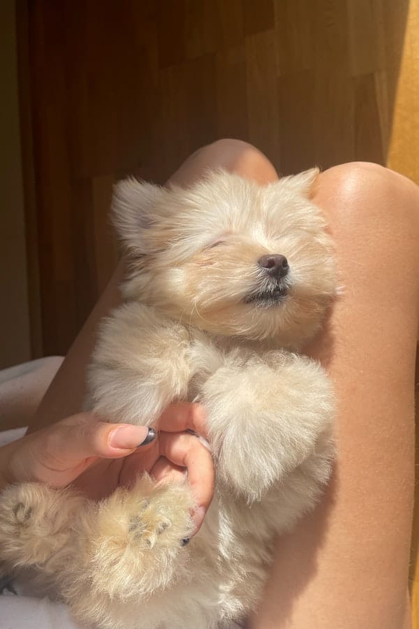 Banish the Stink: 8 Reasons Why Does My Dog Smell Musty