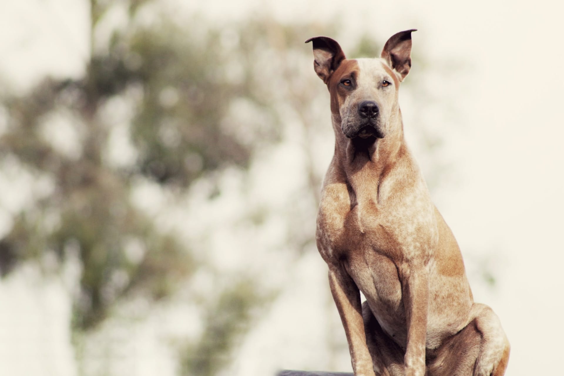 Embracing the Wisdom of These 50+ Great Dane Dog Quotes