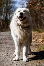 Understanding: Navigating Great Pyrenees Behavior Problems