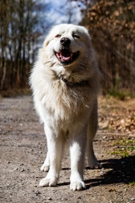 Understanding: Navigating Great Pyrenees Behavior Problems