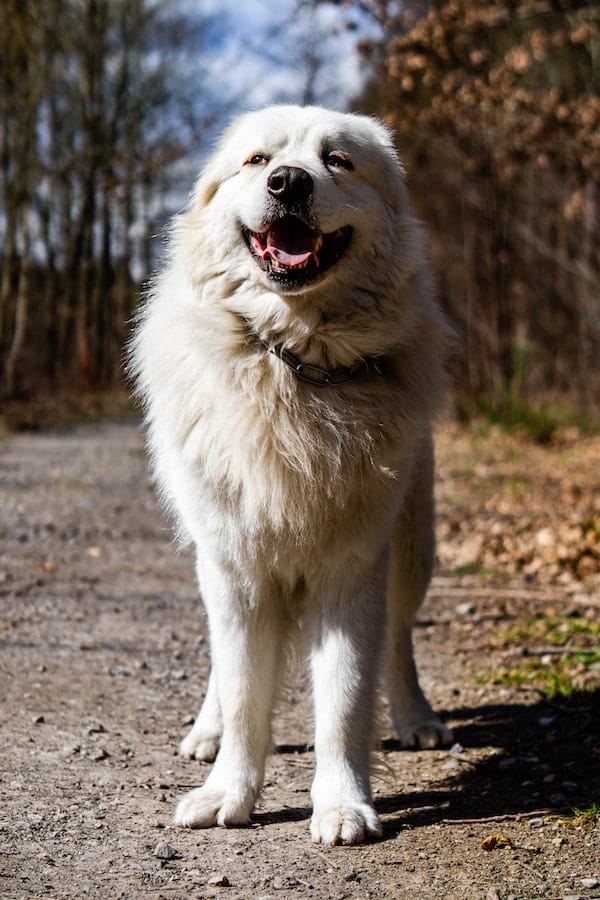 Understanding: Navigating Great Pyrenees Behavior Problems