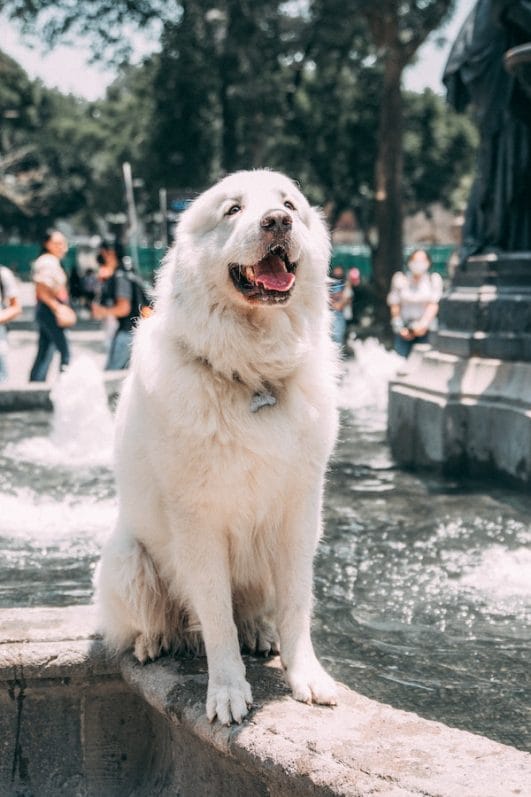 Understanding: Navigating Great Pyrenees Behavior Problems