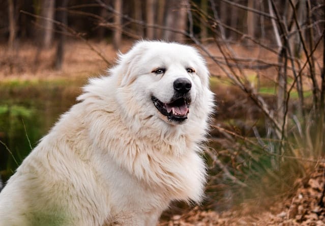 Understanding: Navigating Great Pyrenees Behavior Problems