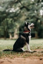 Why Do Huskies Scream? Tips for Quieting the Howls