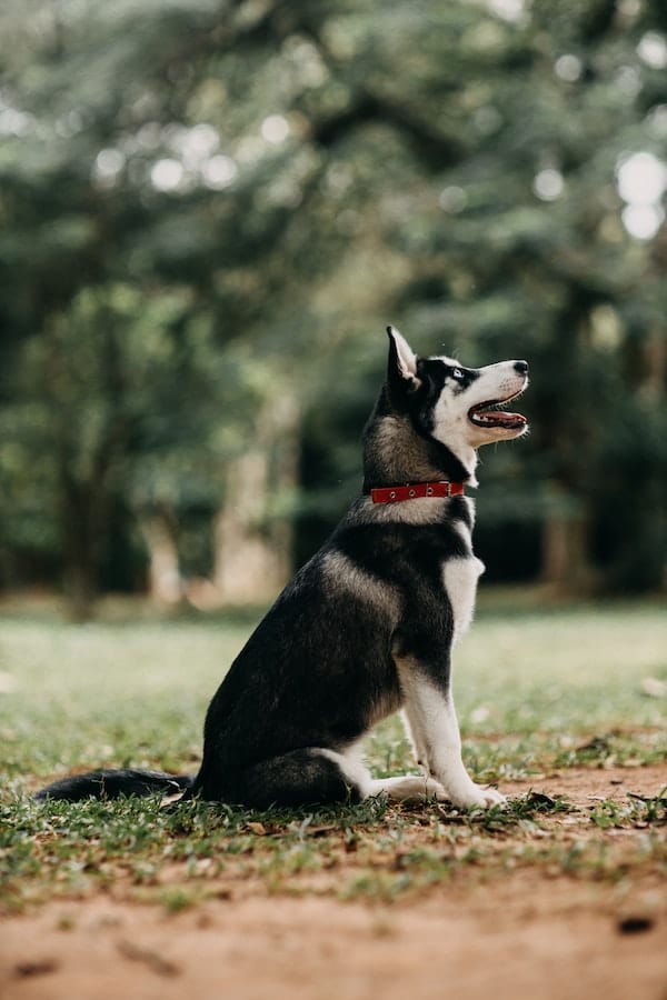 Why Do Huskies Scream? Tips for Quieting the Howls