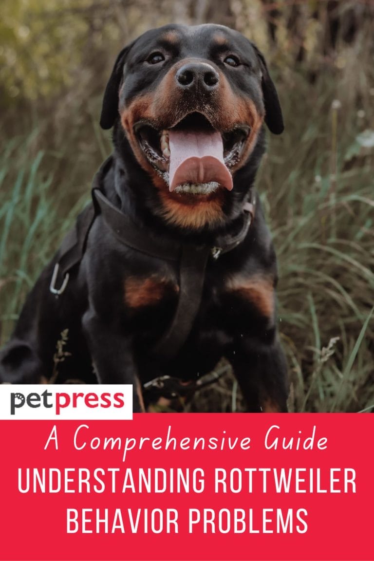 101 Guides: Understanding Rottweiler Behavior Problems