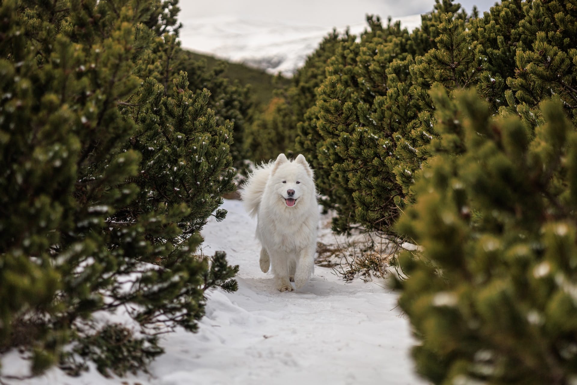 50+ Samoyed Dog Quotes and the Best Life Wisdom They Share