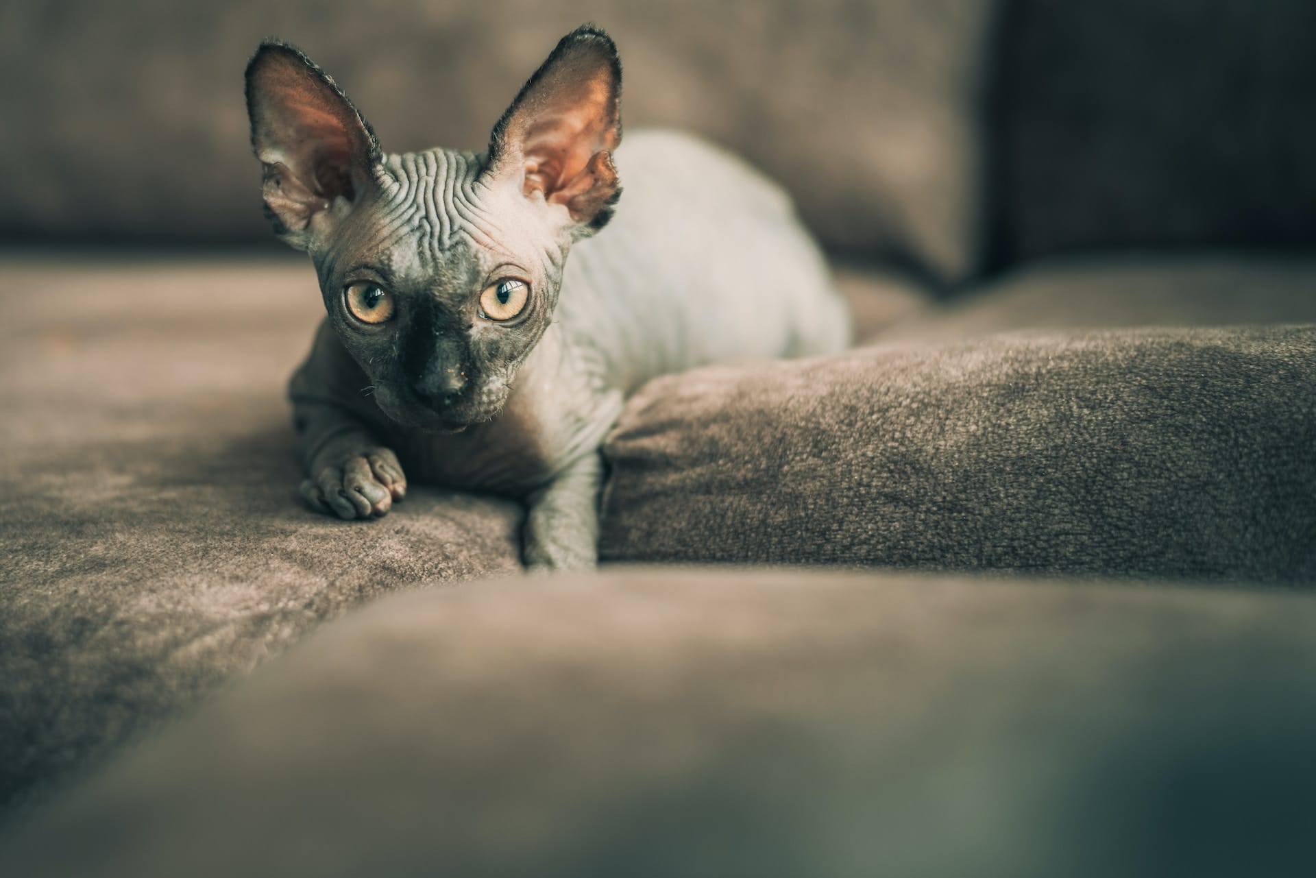 14 Things That Only Sphynx Cat Owners Will Understand - PetPress