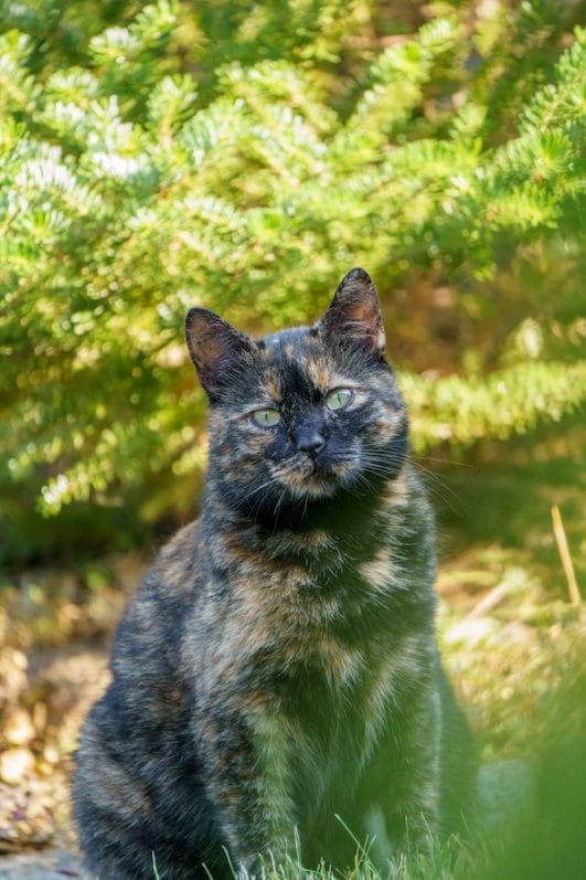 What is a Tortoiseshell Cat? Everything About Tortoiseshell Cats