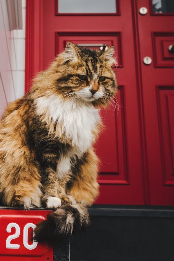 What is a Tortoiseshell Cat? Everything About Tortoiseshell Cats