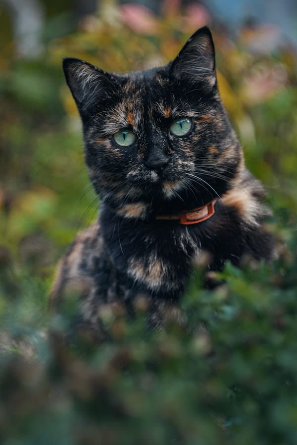 What is a Tortoiseshell Cat? Everything About Tortoiseshell Cats