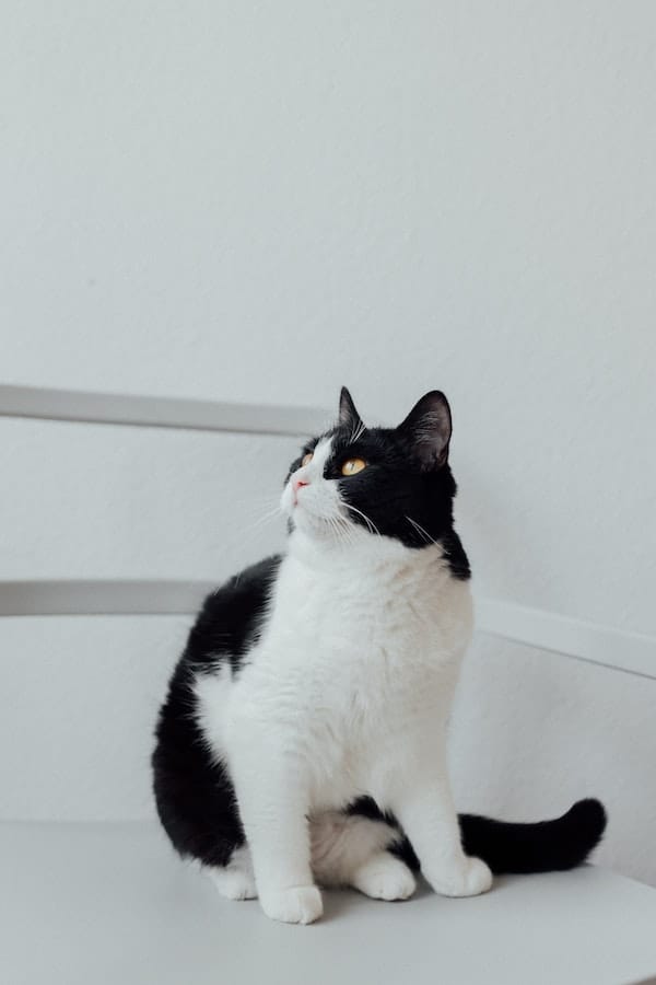 What is a Tuxedo Cat? The Elegance of Black And White Cats