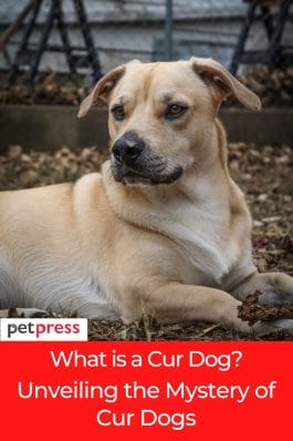 What is a Cur Dog? Unveiling the Mystery of Cur Dogs