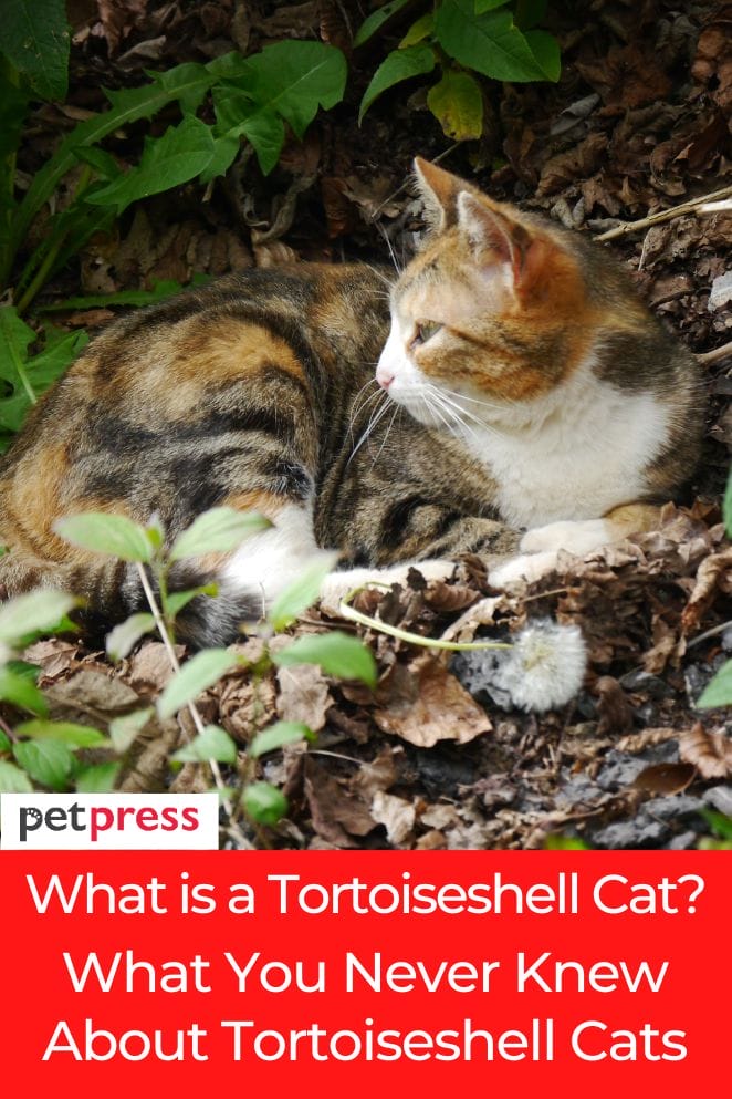 What is a Tortoiseshell Cat? Everything About Tortoiseshell Cats