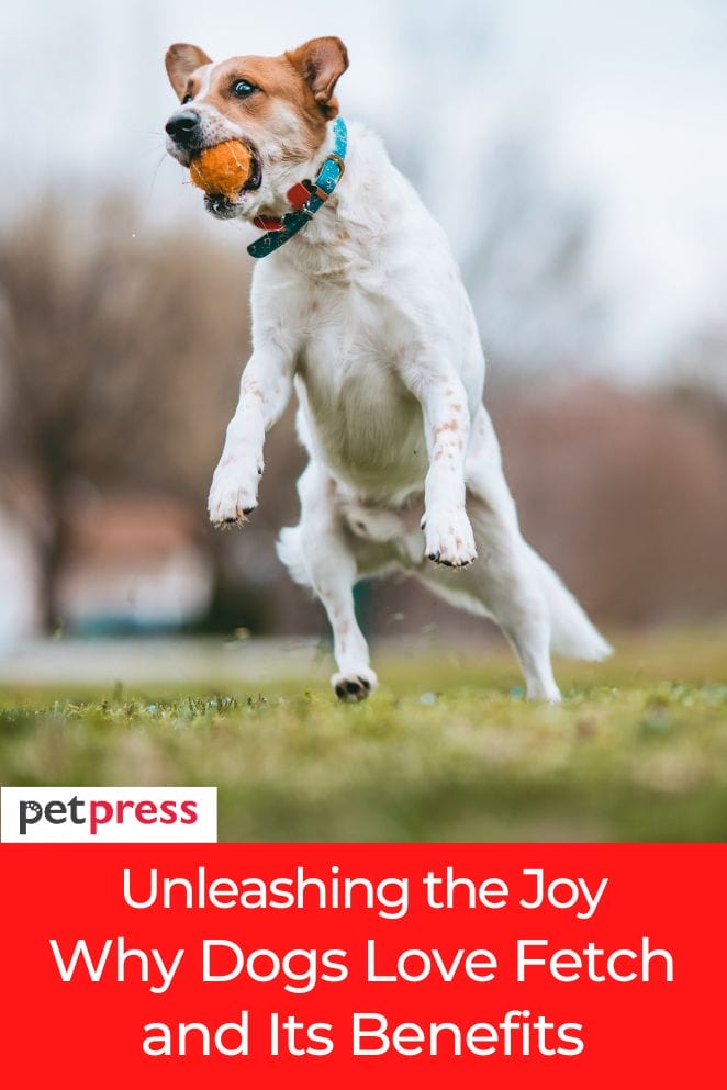 Unleashing the Joy: Why Dogs Love Fetch and Its Benefits